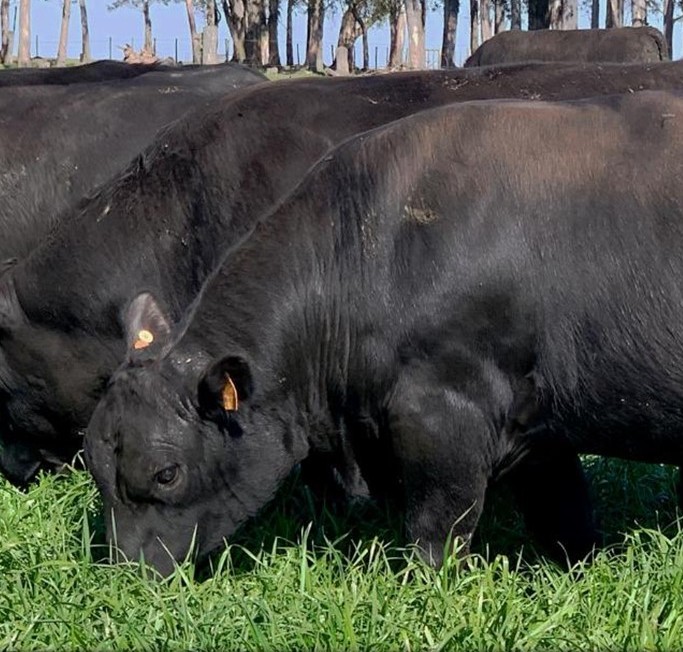 Angus Al Natural | Zambrano & Cía